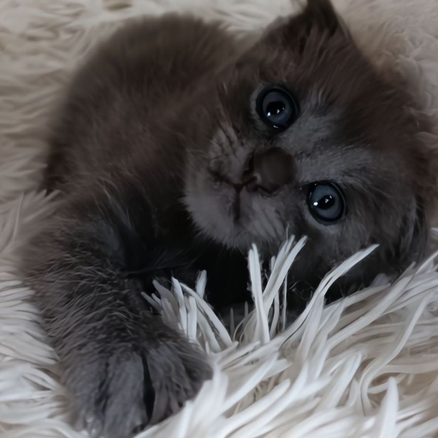 Британский короткошёрстный котёнок