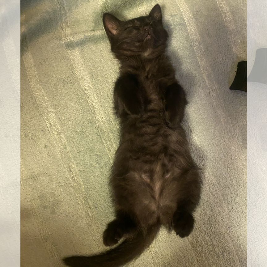 Кошечка,котёнок
