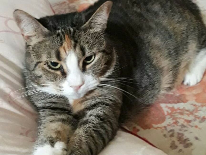 Кошечка Василиса