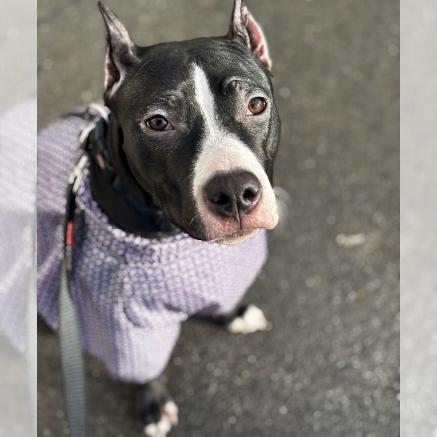 Американский питбультерьер, щенок