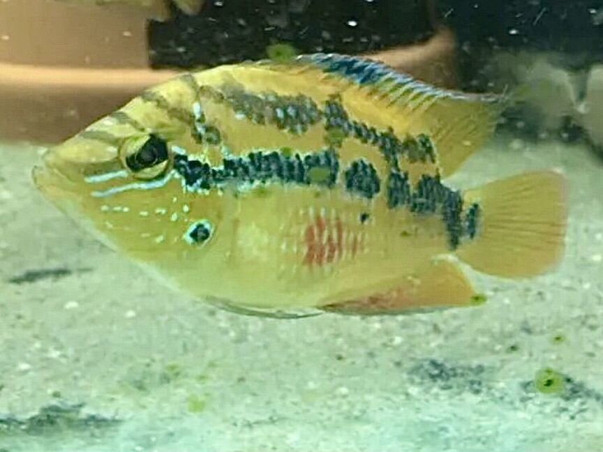 Цихлозома Сальвини самец взрослый