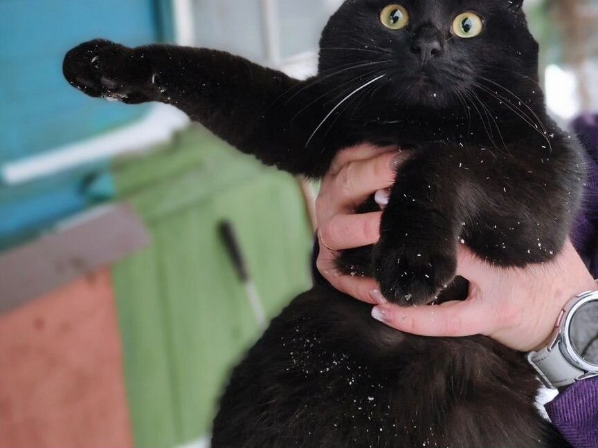 Котики в добрые руки