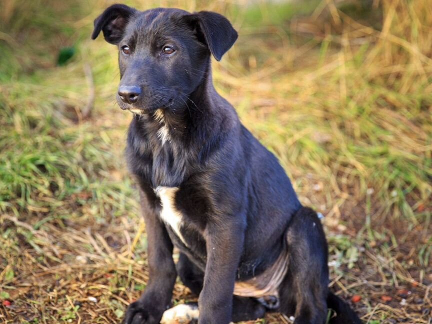 Щенки погибают на улице