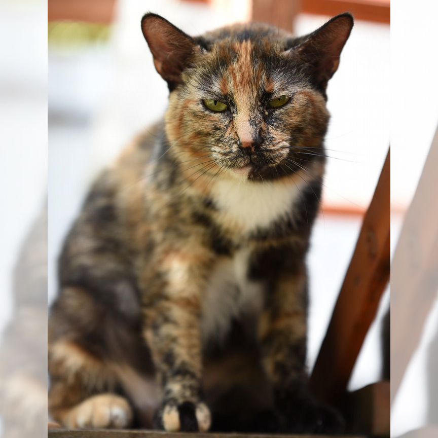 Трехцветная Кошка в добрые руки