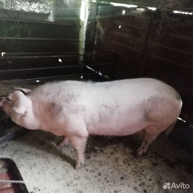 Свиноматка