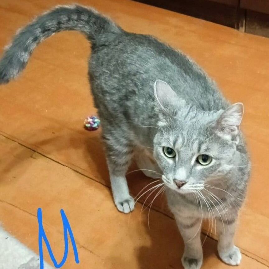 Кот молодой дымчатый целовашка