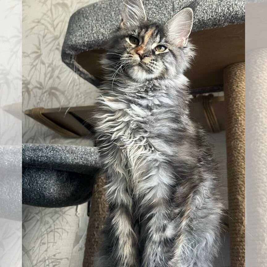 Мейн-кун котёнок