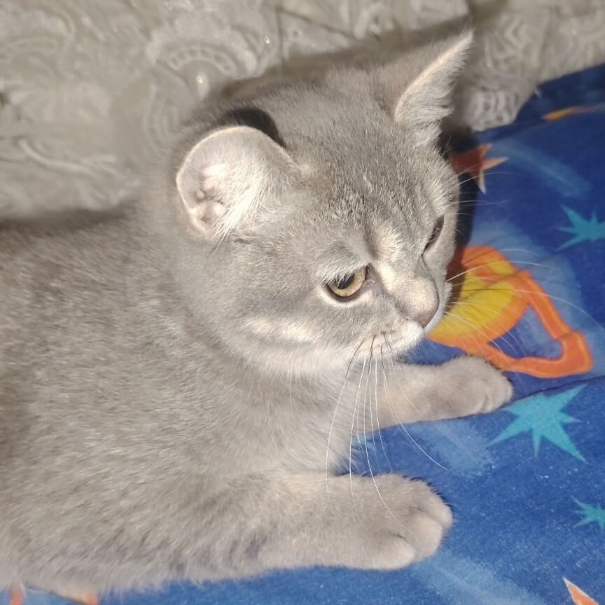 Британская короткошёрстная, взрослая кошка