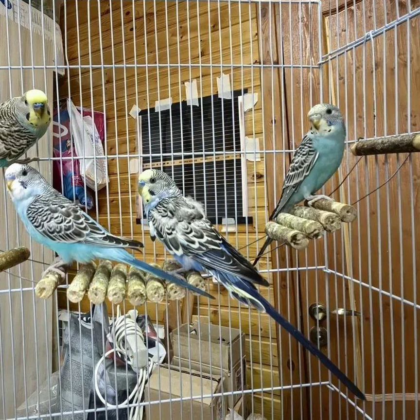 Птенцы волнистый попугай