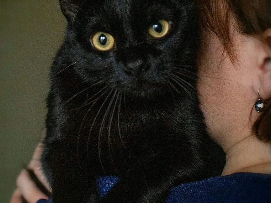 Черный кот Бетмен в дар