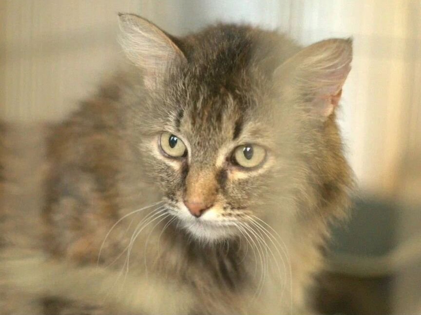 Кошечка Хурма