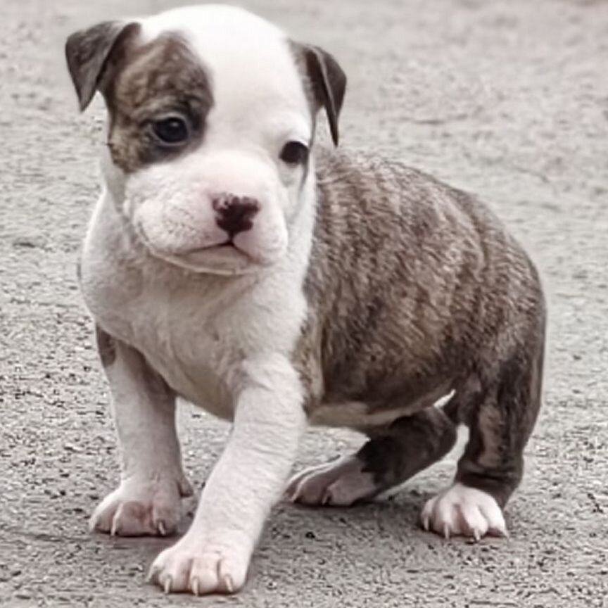 Американский стаффордширский терьер, щенок