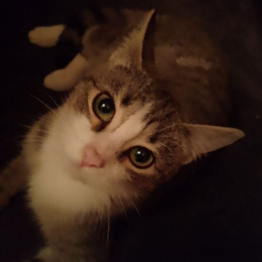 Котёнок в плохих условиях