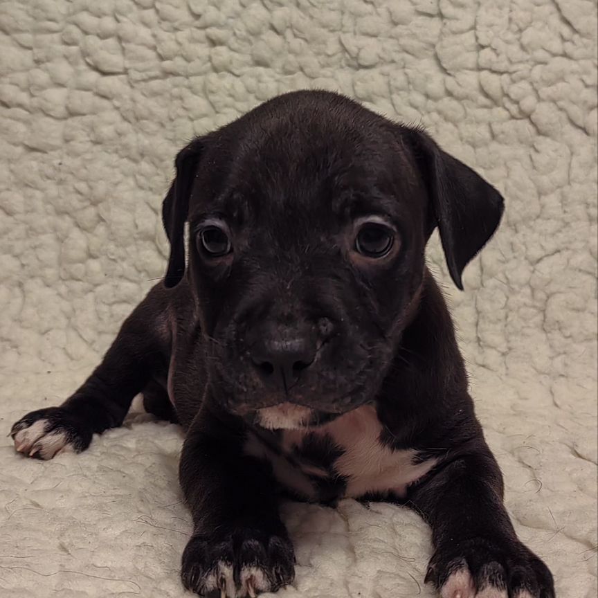 Щенки стаффорда