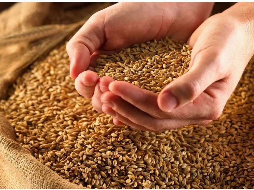 Зерно пшеница, ячмень, овес