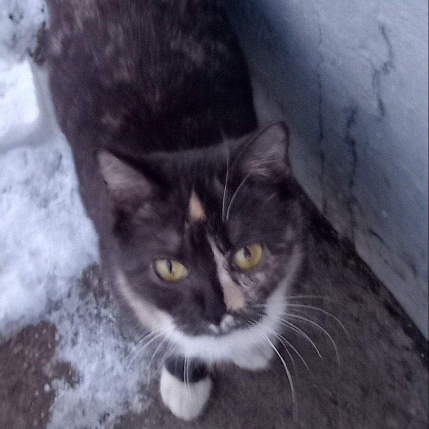 Кошечка в беде