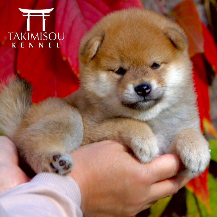 Сиба-ину, щенок