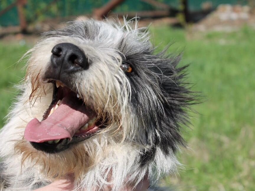 Собака в добрые руки бесплатно