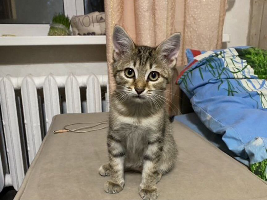 Кот