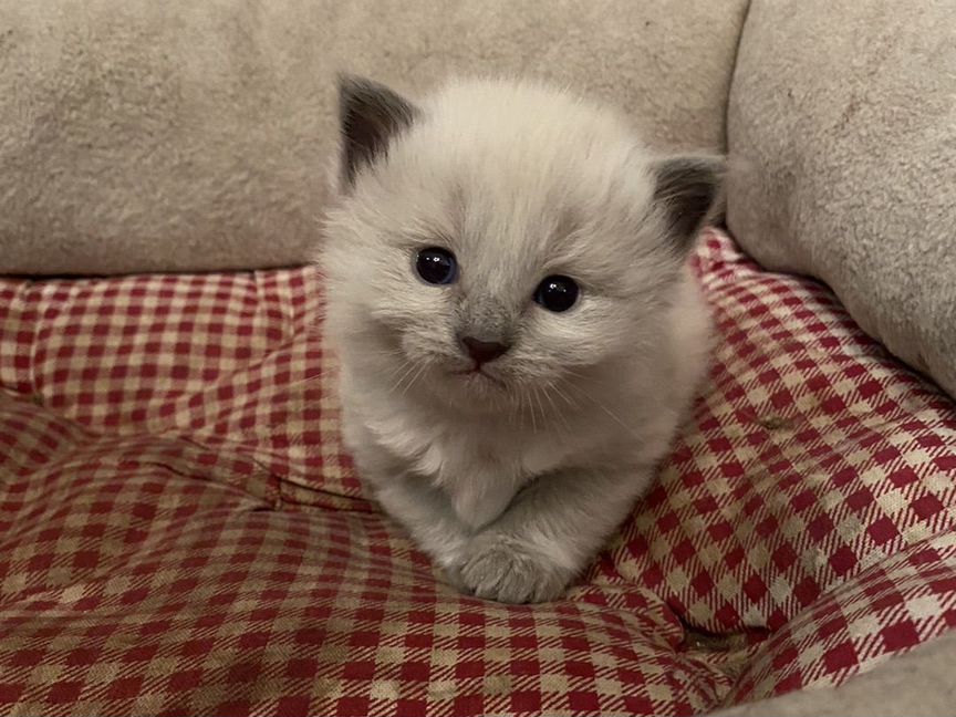 Тайская кошечка
