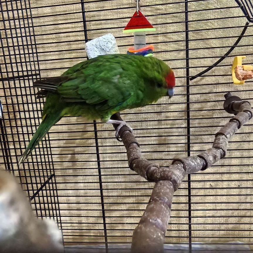 Бронь. Попугай какарик