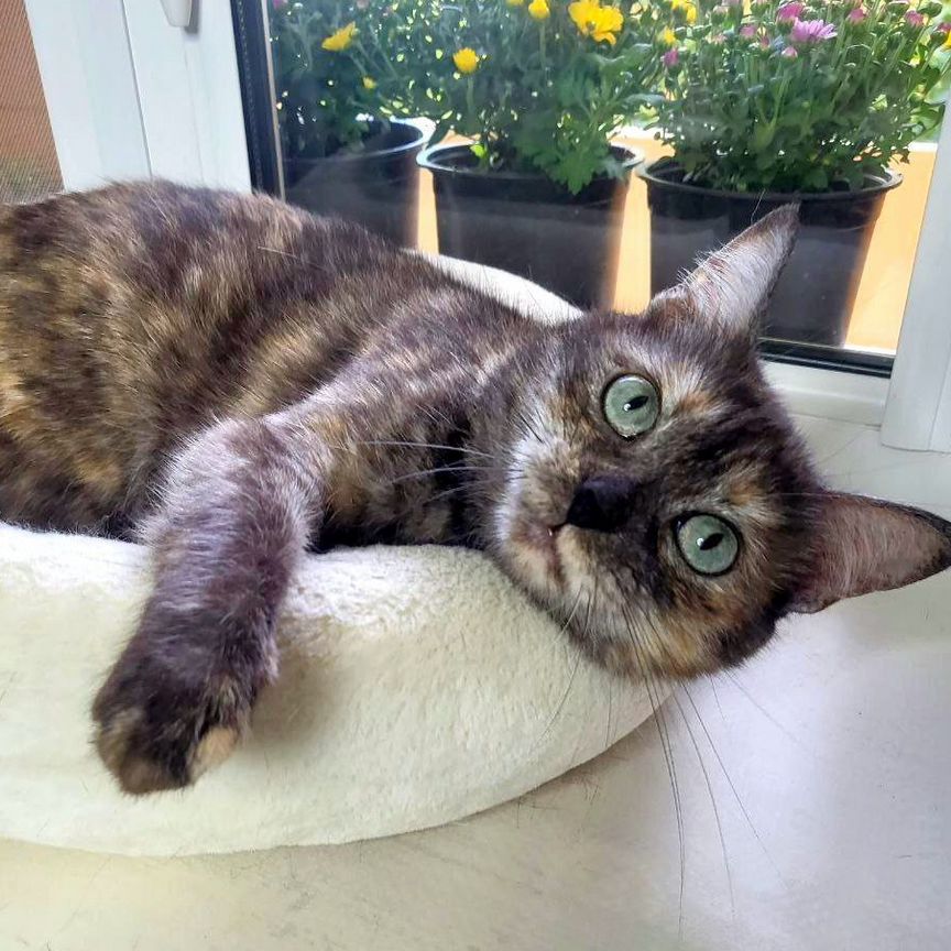 Нежная и ласковая Полли кошка в дар