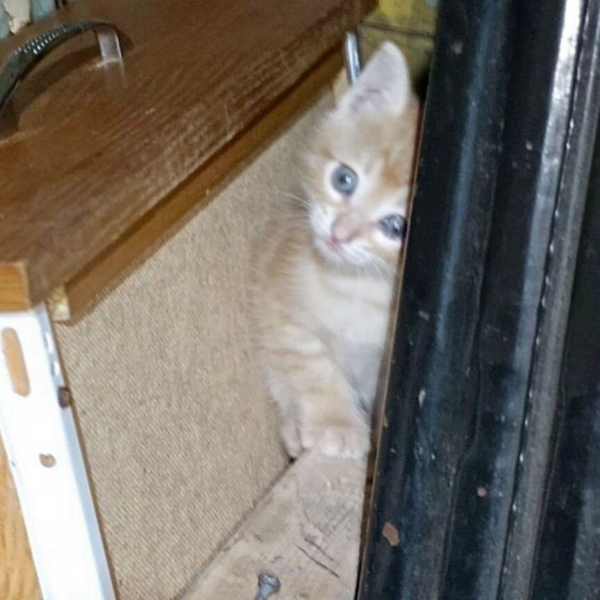 Котики бесплатно