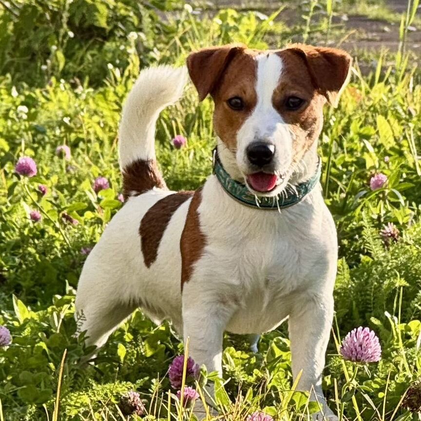 Джек-рассел-терьер, взрослый пёс