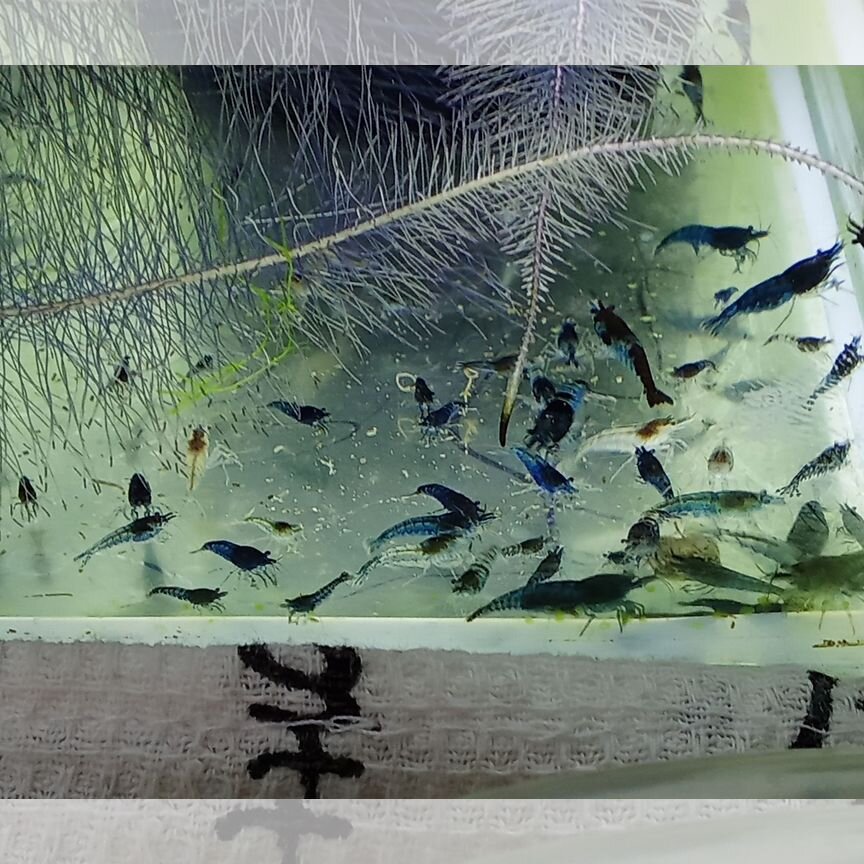 Голубые креветки блю дрим (blue dream)