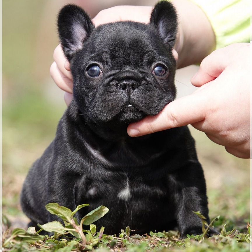 Французский бульдог, щенок
