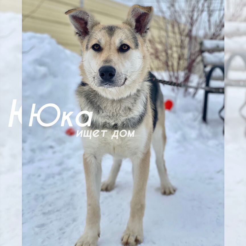 Взрослая собака в добрые руки