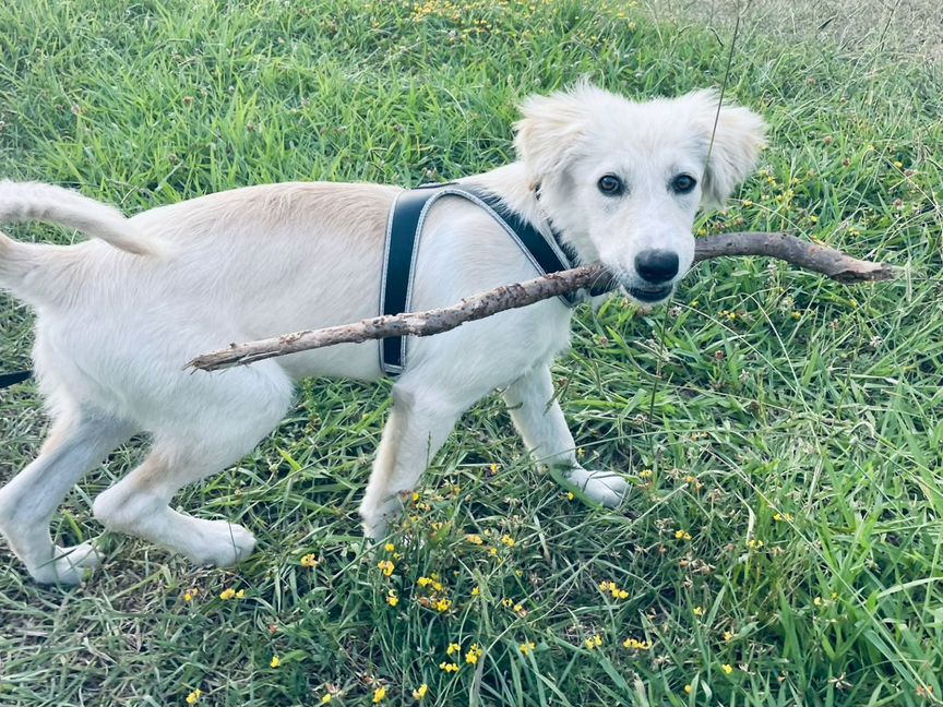 Собака в добрые руки отдам бесплатно
