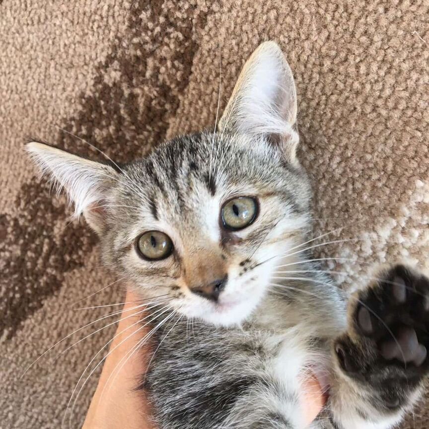 Котенок мышелов