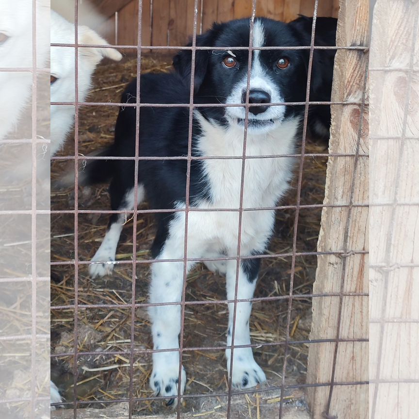 Взрослый пёс в добрые руки