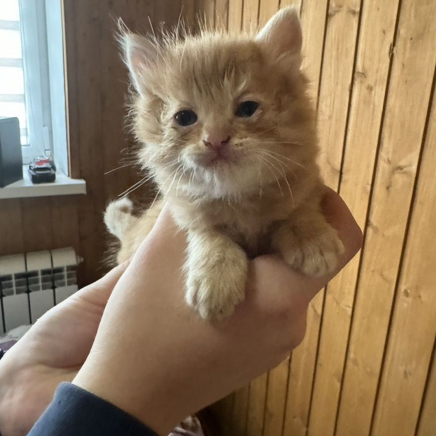 Котенка в добрые руки