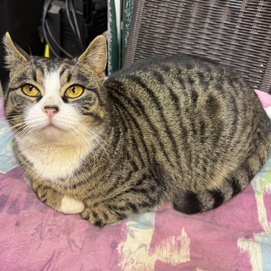 Взрослая, кошка в добрые руки