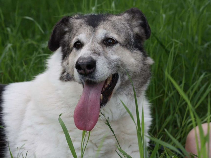 Собака никогда не была любима человеком