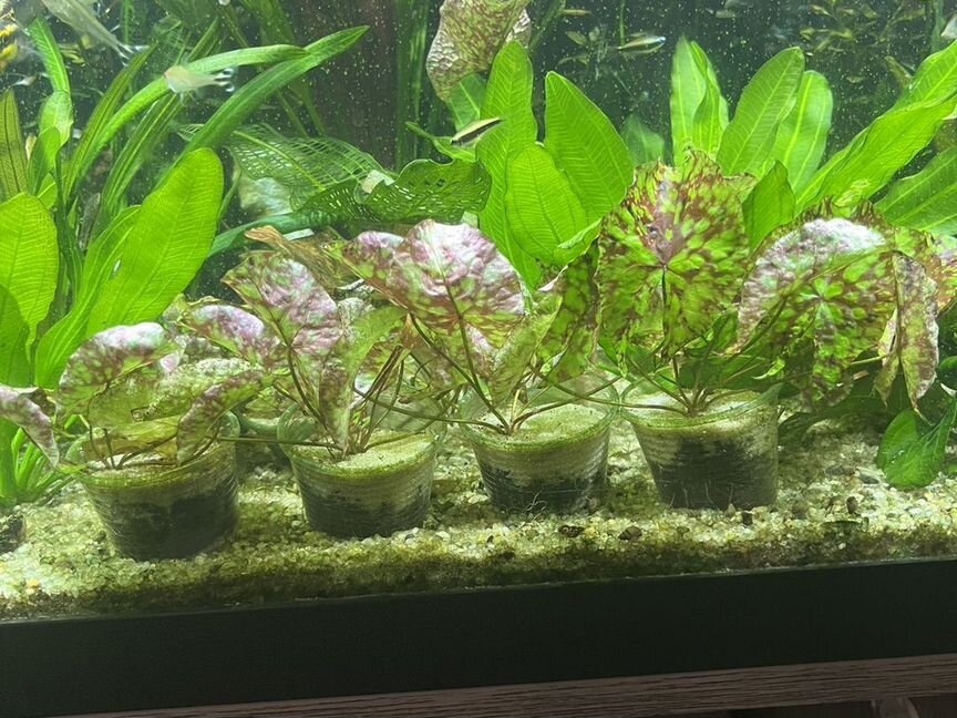 Аквариумные растения