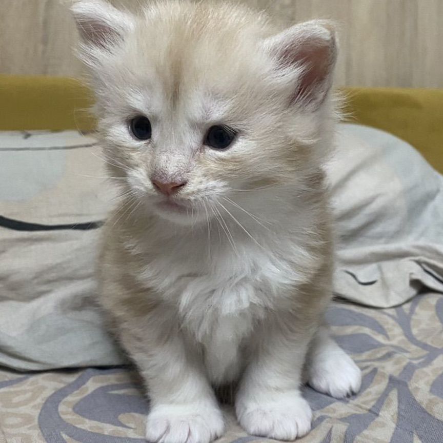Котёнки мейн кун