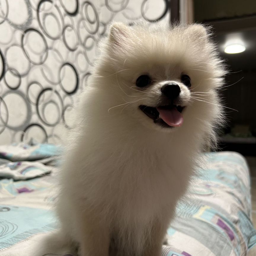 Померанский шпиц мини девочка