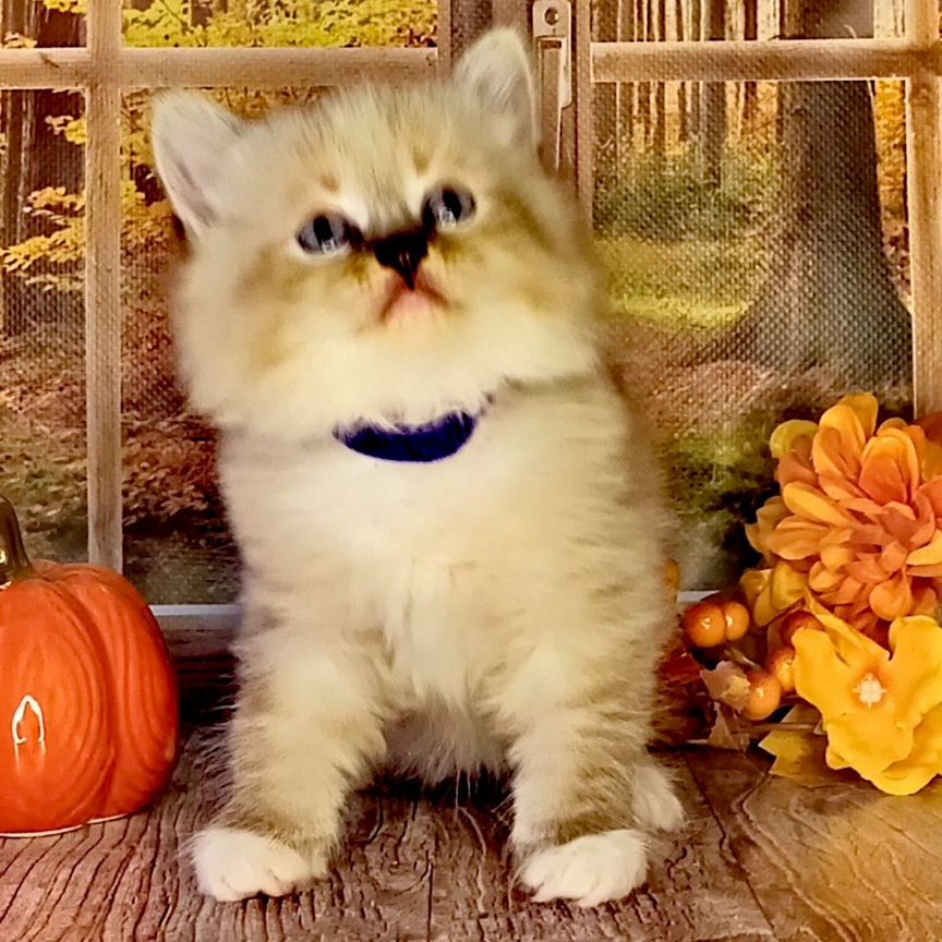 Невские маскарадные сибирские красавцы