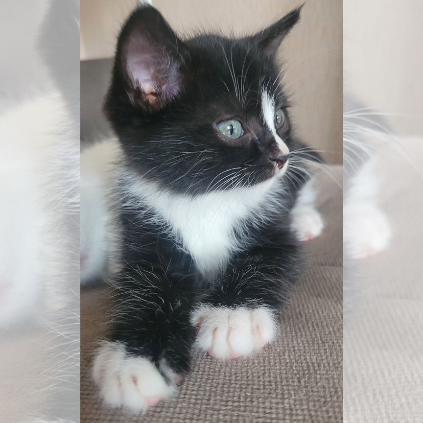 Котёнок ищет дом
