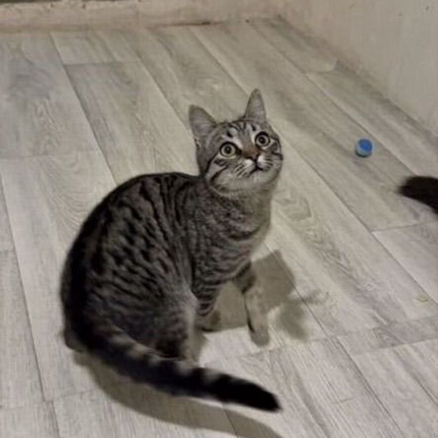 Британский короткошёрстный котёнок