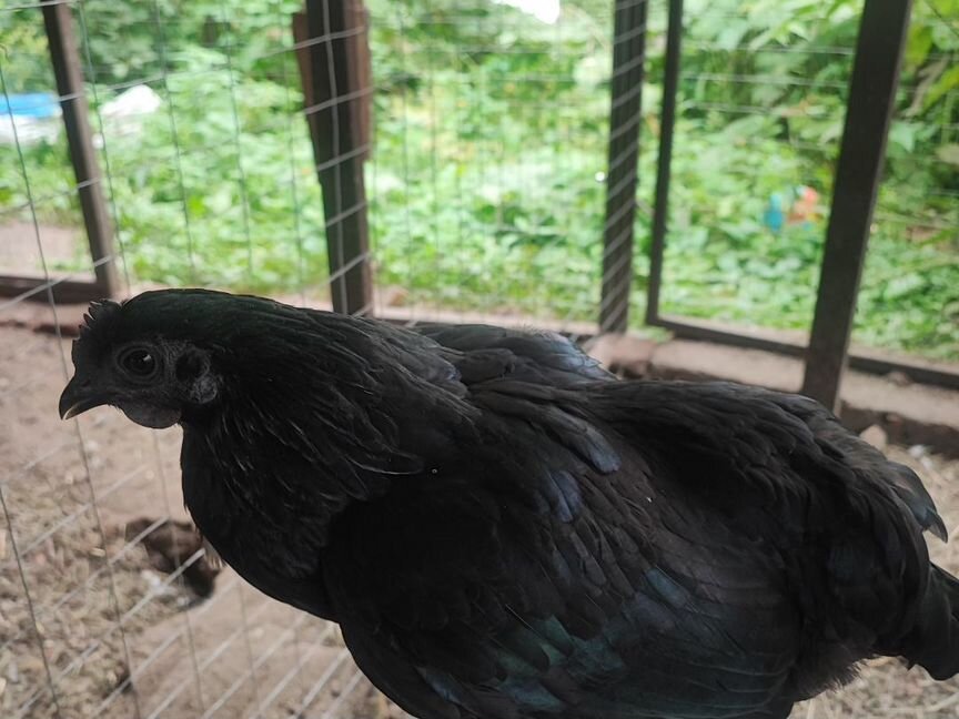 Куры Ухейилюй (молодки)