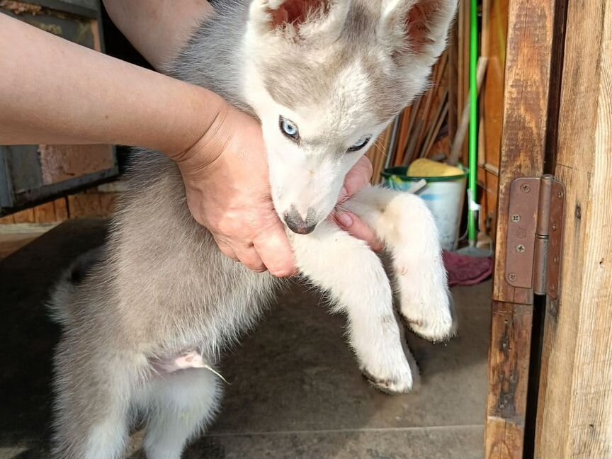 Щенок хаски мальчик 2 мес