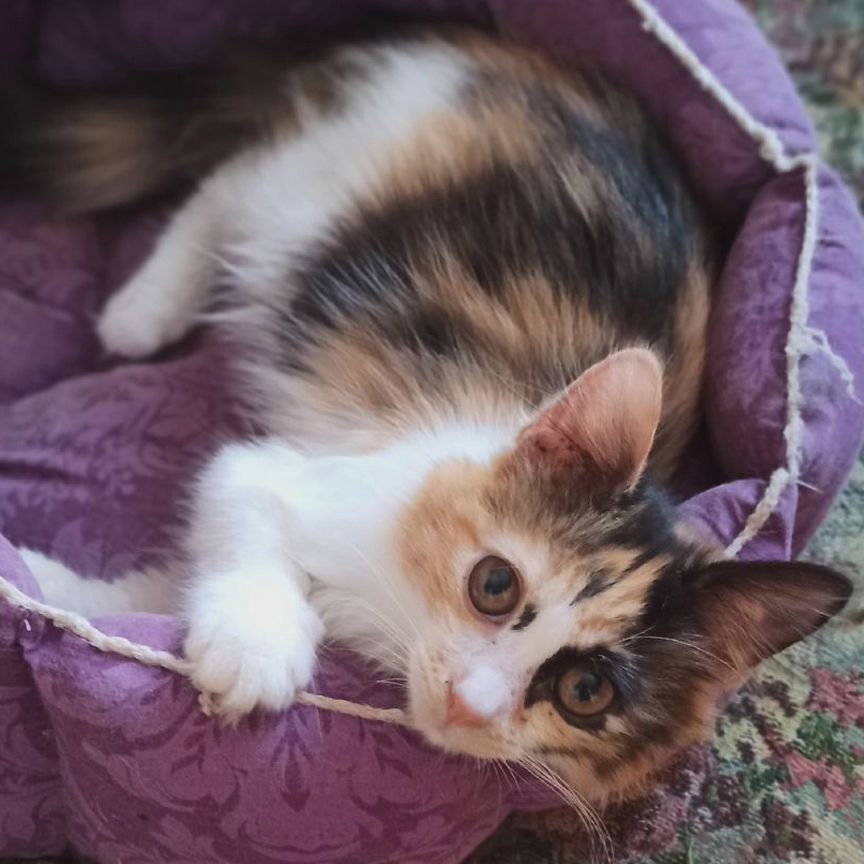 Котенок подросток ищет дом