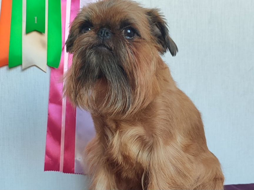 Брюссельский гриффон Вязка