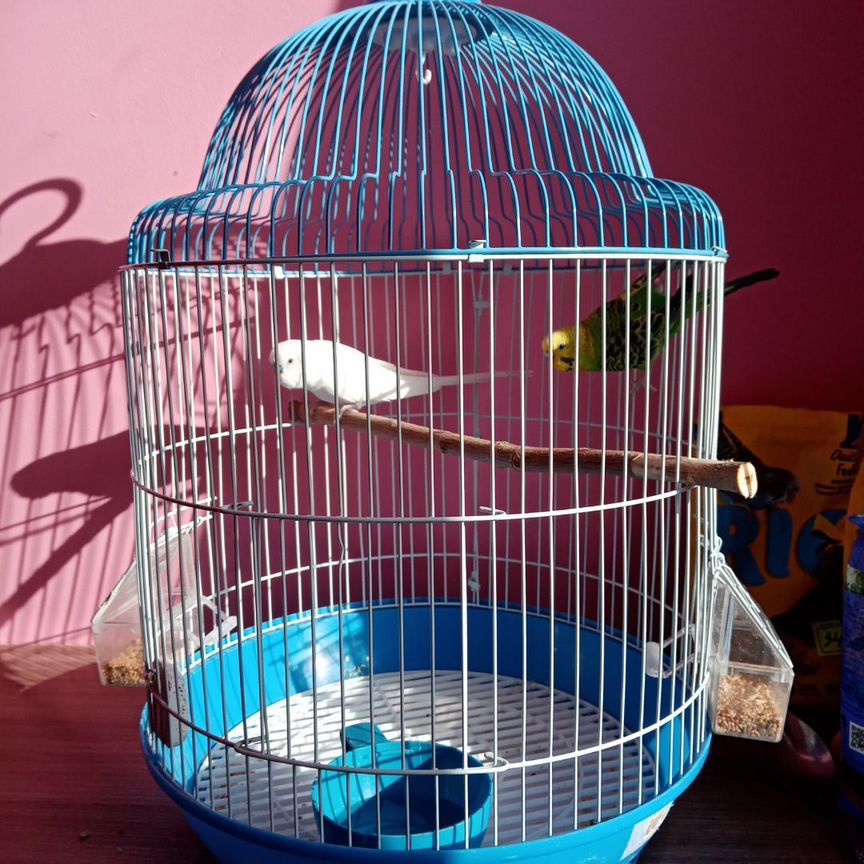 Волнистый попугай