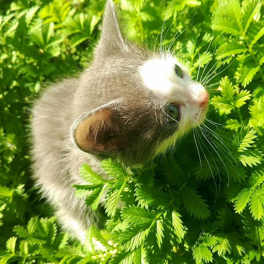 Котёнок в добрые руки