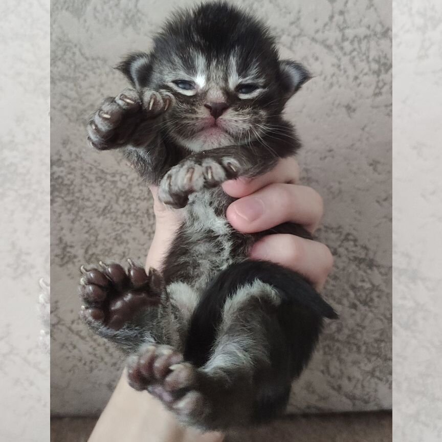 Мейн-кун котёнок